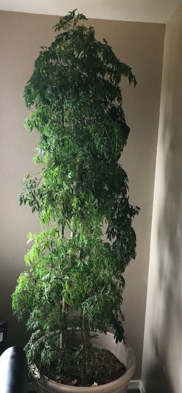 A New Life for Grace the Ming Tree - Donna Lozito, CCH